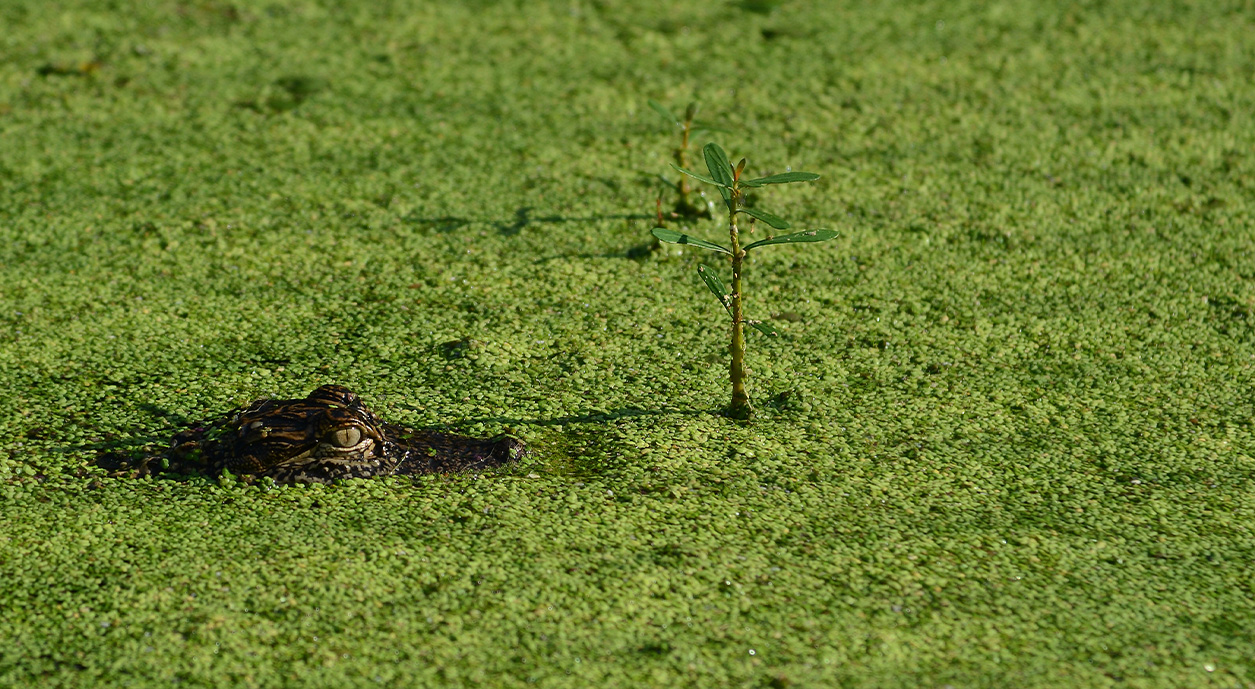 Alligator Alley Trail at Circle B Bar Reserve Reopens to the Public ...